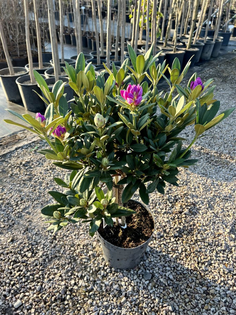 Rhododendron / Rododendron / Pień 50-80cm / 10l | Sękocin Stary ...
