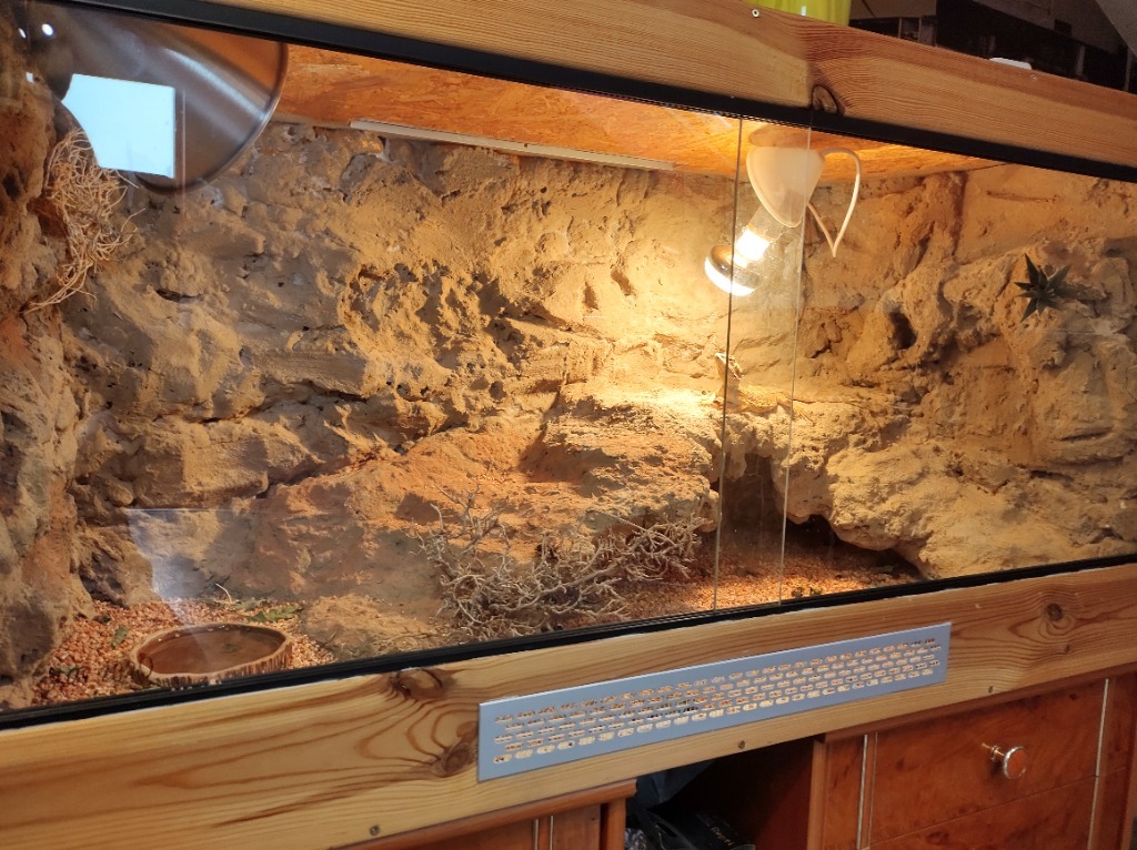 Duże terrarium oraz Agama Brodata | Chełm Śląski | Ogłoszenie na ...