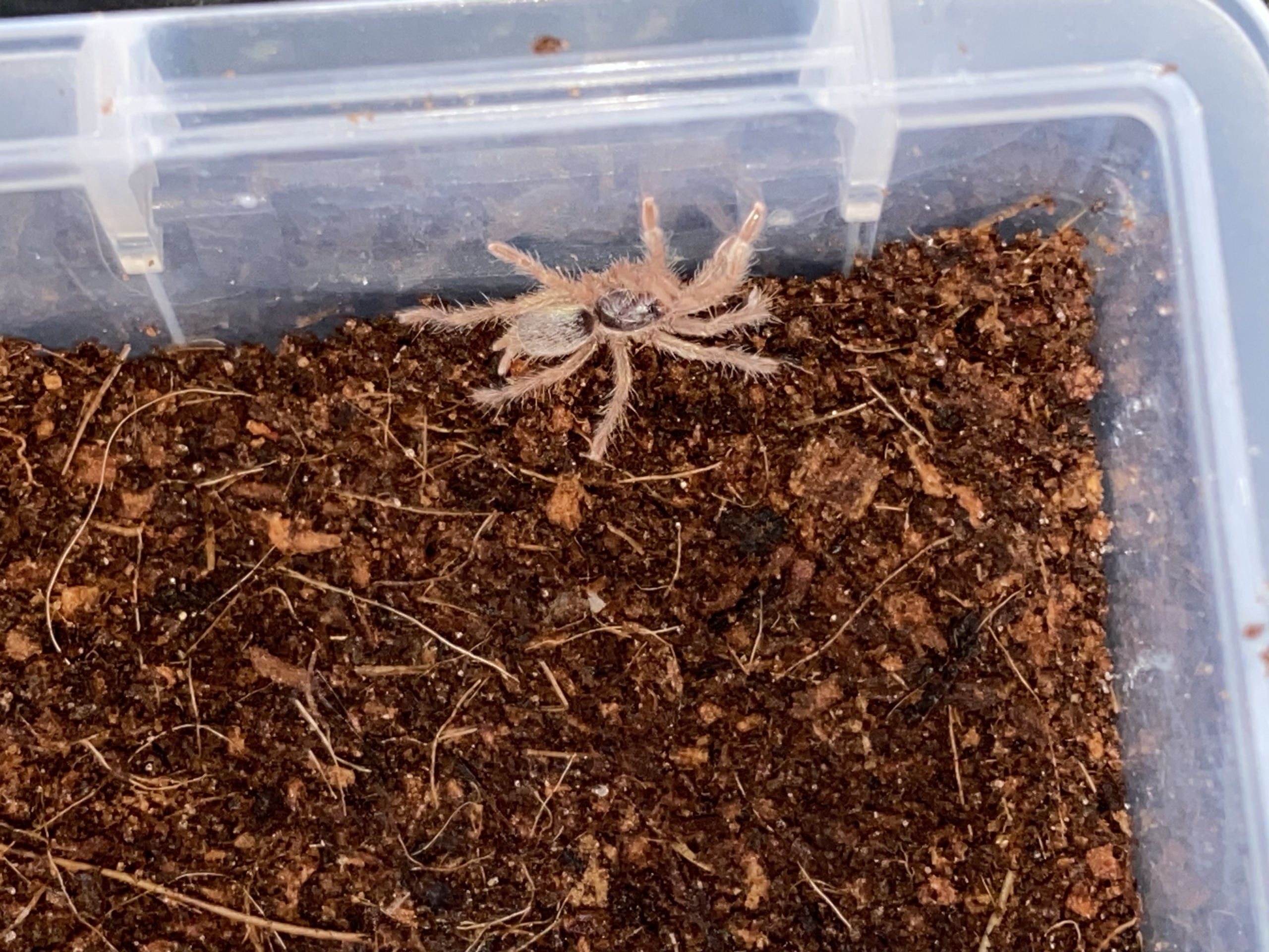 Ptasznik Neoholothele incei gold Mały | Sępólno Krajeńskie | Kup teraz ...