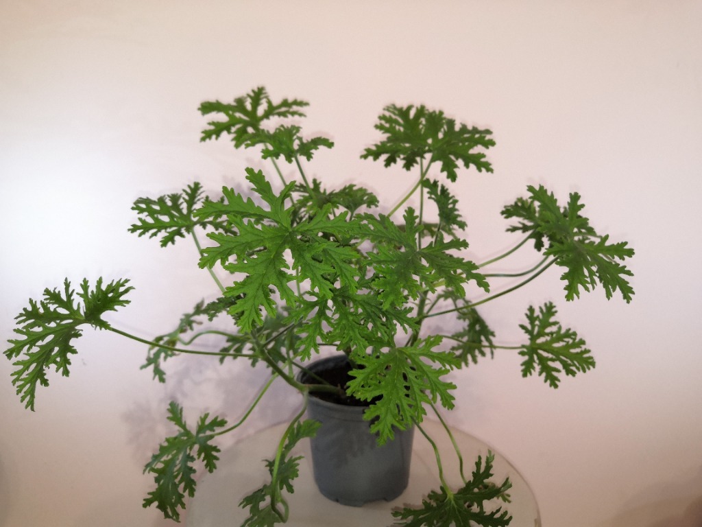 Geranium, anginka, cytrynka, pelargonia pachnąca | Końskie | Kup teraz ...
