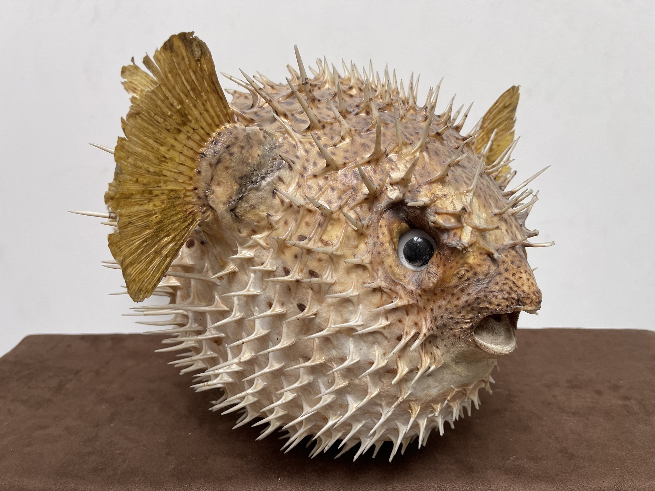 Duża Spreparowana Ryba Rozdymka | Warszawa | Ogłoszenie na Allegro Lokalnie