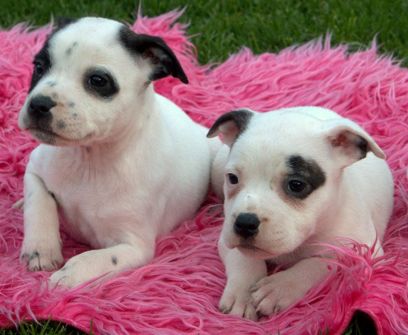 STAFFORDSHIRE BULL TERRIER STAFFIK DO ODBIORU | Bielawy | Ogłoszenie na ...