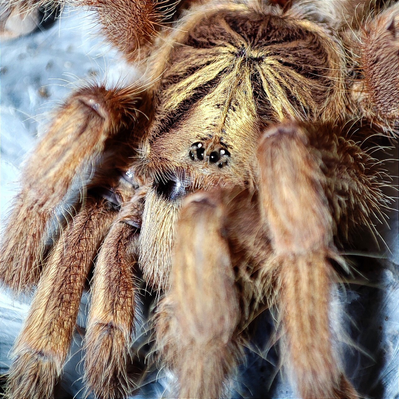 Neoholothele incei gold adult | Sędziejowice | Ogłoszenie na Allegro ...