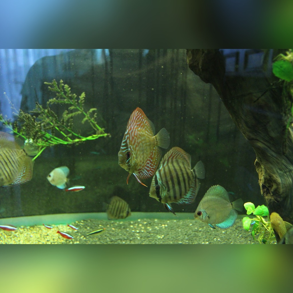 Ryby dyskowce paletki młode powyżej 8 cm | Olkusz | Ogłoszenie na ...