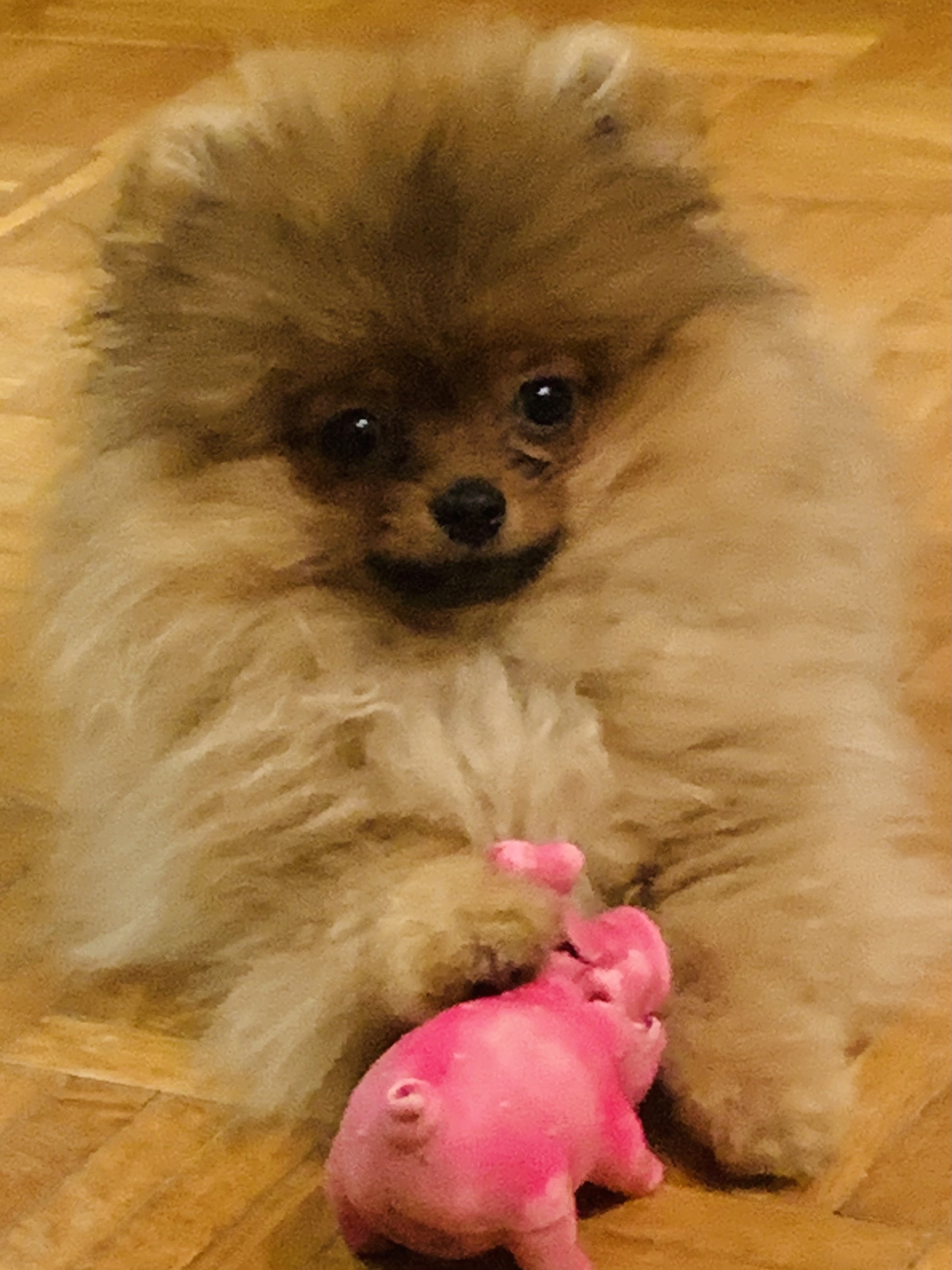 Szpic miniaturowy Pomeranian mini dziewczynka FCI | Lublin | Ogłoszenie ...