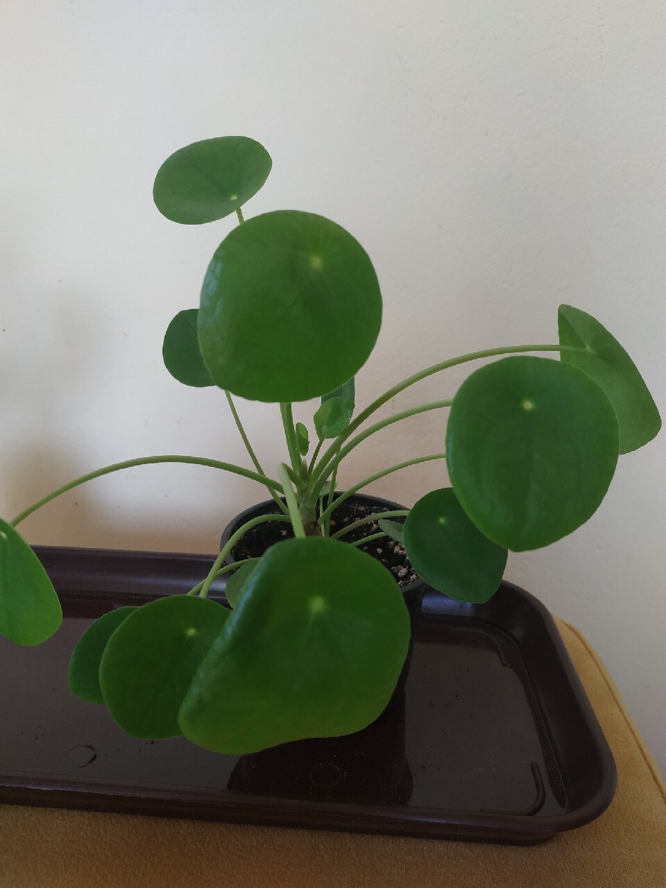 Piękne, XXL geranium, anginka, cytrynka + gratis | Kobyłka | Kup teraz ...