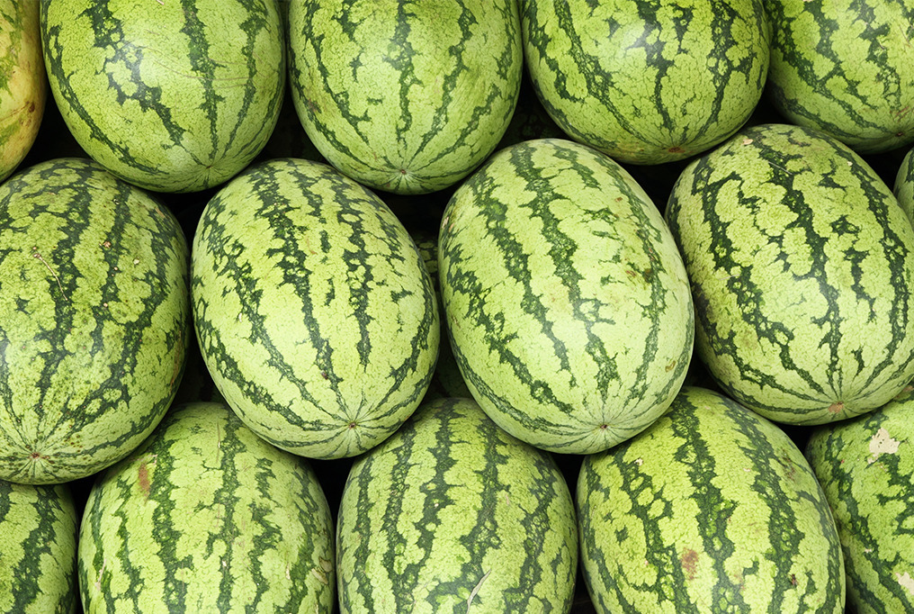 Arbuz gigant Carolina Cross nasiona kolekcjonerski | Mikołów | Kup ...
