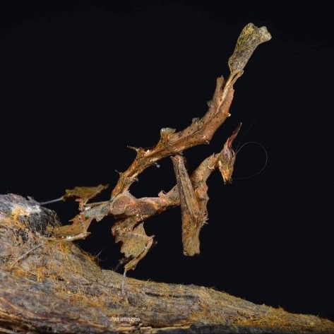 L3 Stenophylla lobivertex Modliszka modliszki | Pruszcz Gdański ...