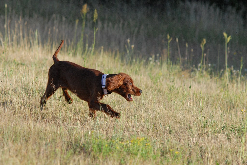 Seter irlandzki szczeniaki ZKwP FCI | Białobrzegi | Ogłoszenie na ...