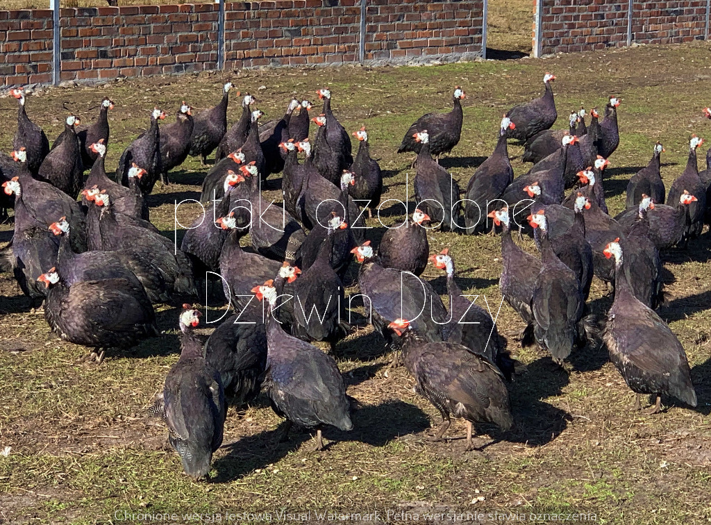 perliczki mięsne czarne młode brojlery | Gizałki | Ogłoszenie na ...