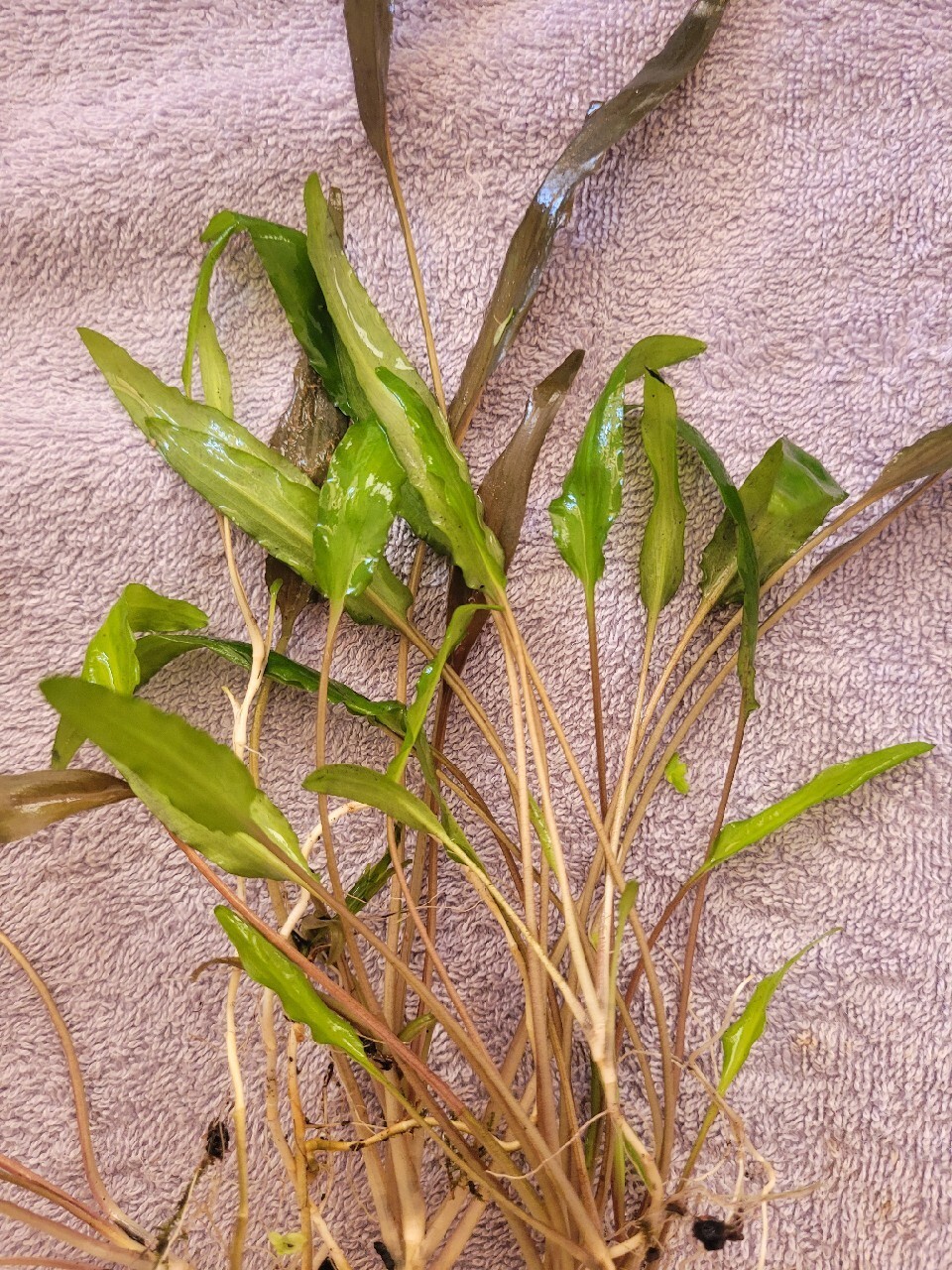 kryptokoryna cryptokoryna roślina akwariowa | Lublin | Kup teraz na ...