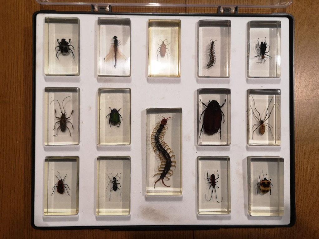 Owady, pajęczaki i inne robaki w żywicy. 69 sztuk. | Zielonka | Kup ...