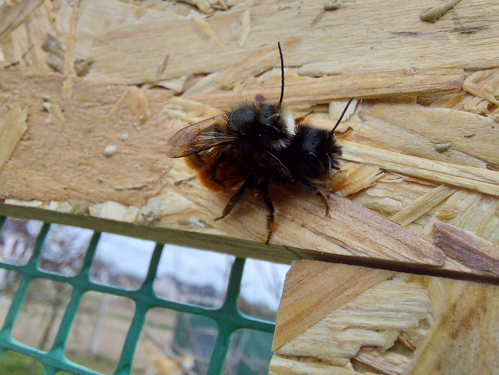 Pszczoła murarka ROGATA, kokony 25 szt. | Puławy | Kup teraz na Allegro ...