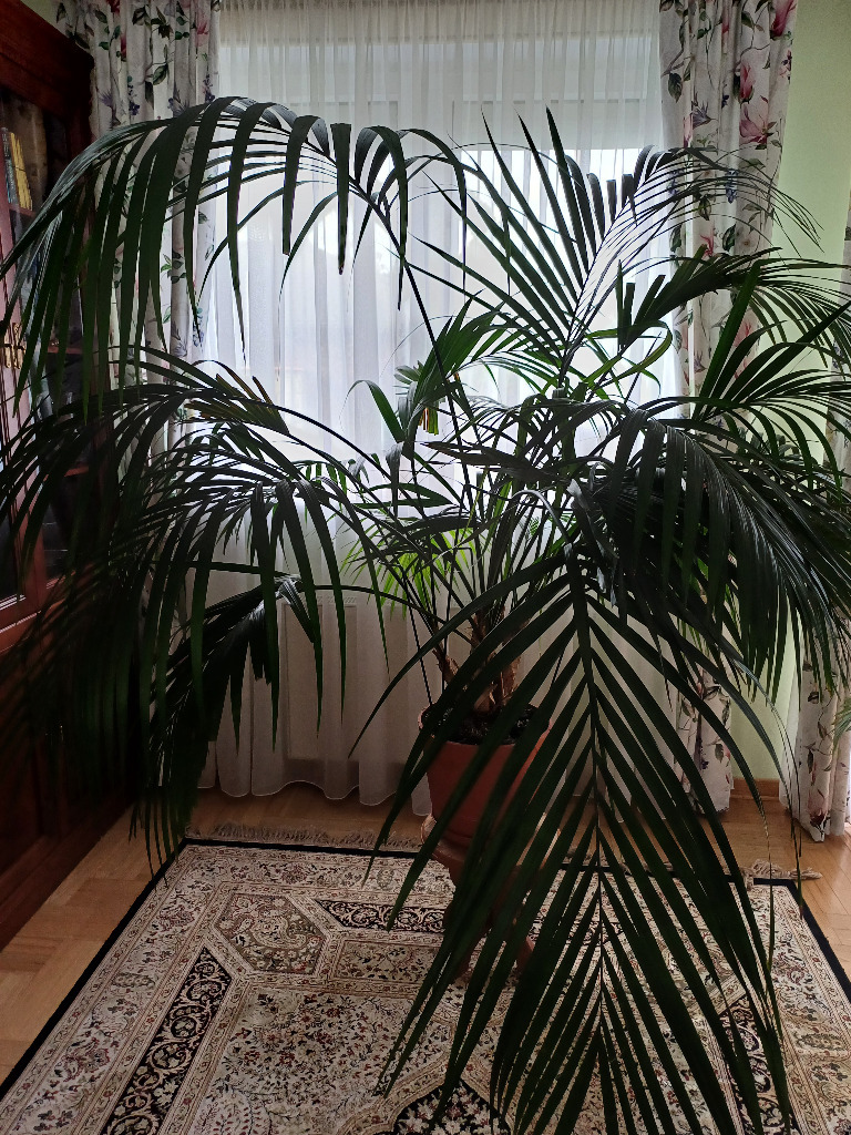 Palma Kencja roślina domowa duża | Warszawa | Ogłoszenie na Allegro ...