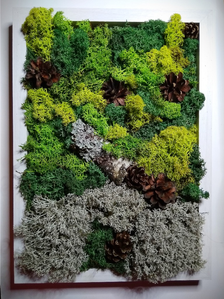 Obraz z mchem i sukulentami dekoracja | Żyrardów | Kup teraz na Allegro ...