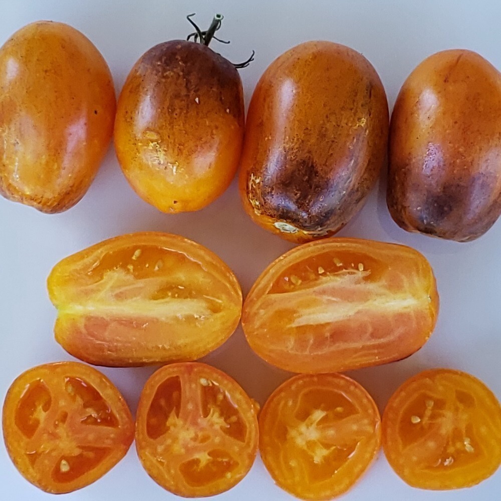 Nasiona Pomidorów Kolekcjonerskie - Niska cena na Allegro.pl