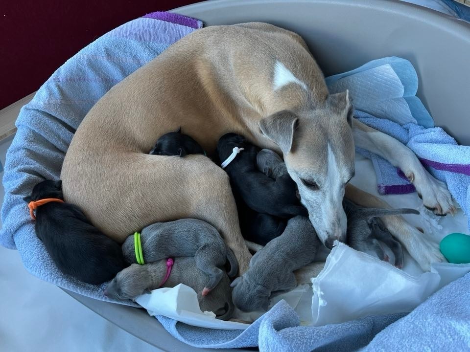 Whippet chart angielski - szczeniaki rasowe | Kamień Pomorski ...