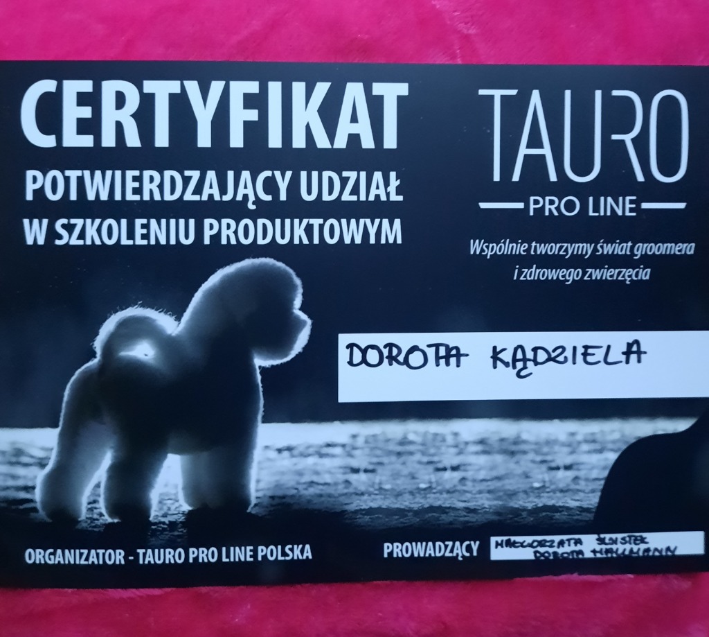 Pudel toy samiec FCI/ZKwP do odbioru kolor plowy | Chojnice ...