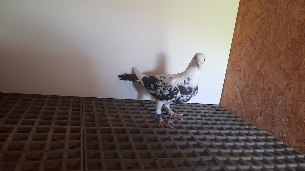 Samica NL 2021 | Suchań | Ogłoszenie na Allegro Lokalnie