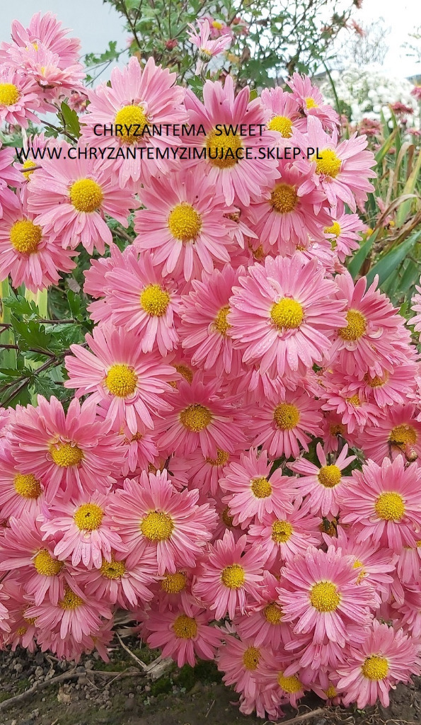 CHRYZANTEMA ZIMUJĄCA OGRODOWA | Wojcieszyce | Kup teraz na Allegro Lokalnie