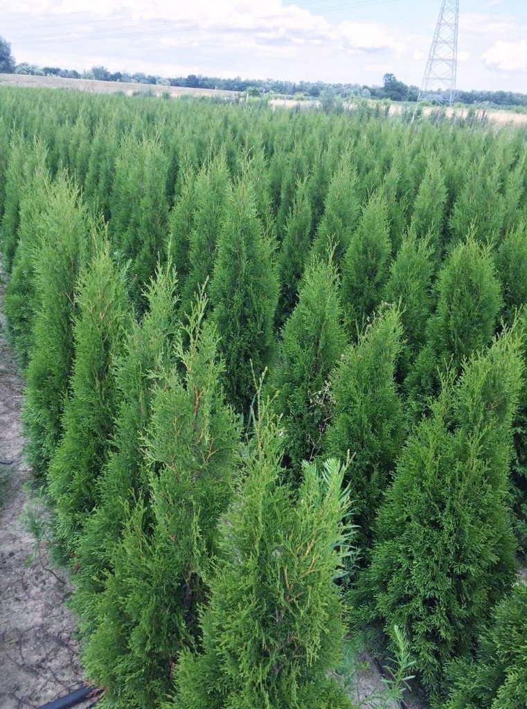 Tuja tuje szmaragd 160cm transport sadzenie | Kraków | Ogłoszenie na ...