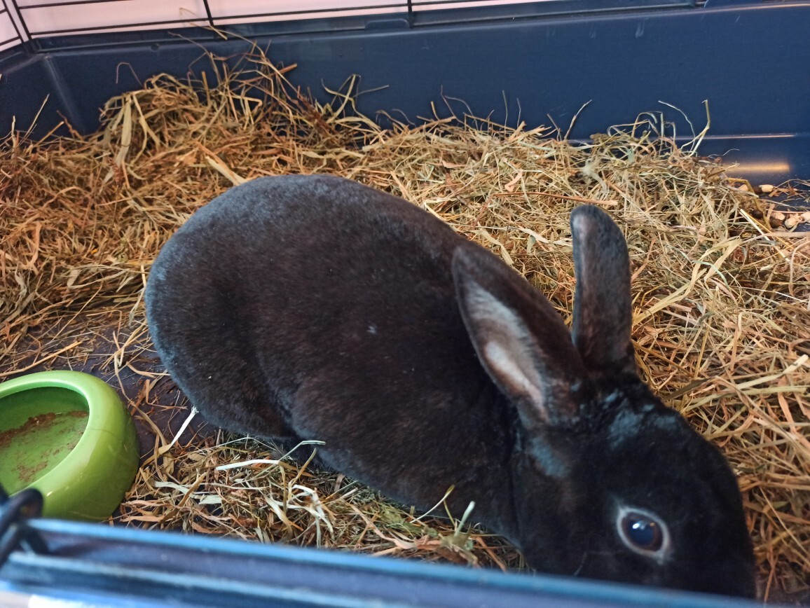 Królik miniaturka rex | KRĘCZKI | Ogłoszenie na Allegro Lokalnie