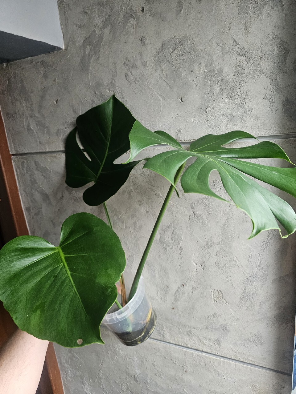 Monstera GOG Green on Green w regresie | Opole | Kup teraz na Allegro ...