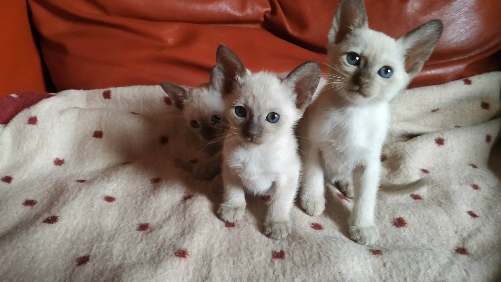 kot,koty, kotki, kocięta tonkijskie WCF | Ostróda | Ogłoszenie na Allegro Lokalnie