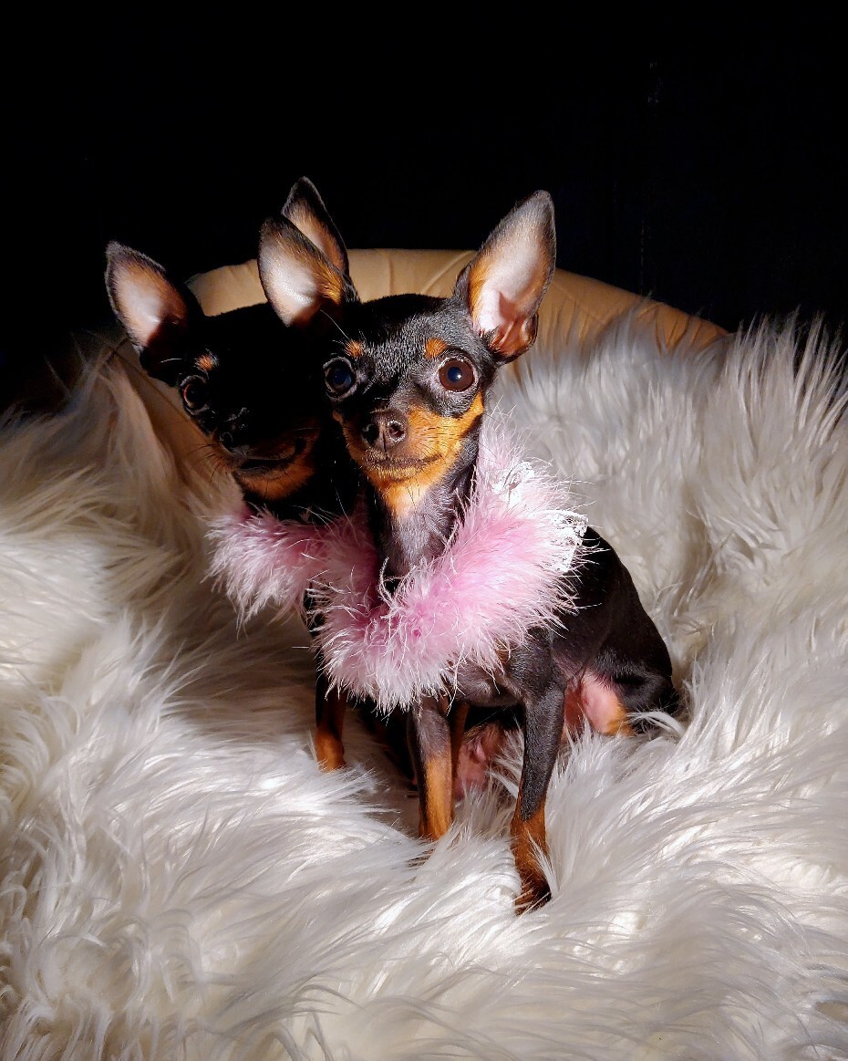 Mini ratlerki - Ratlerek - Prahos Ratter - Ratler | Warszawa ...