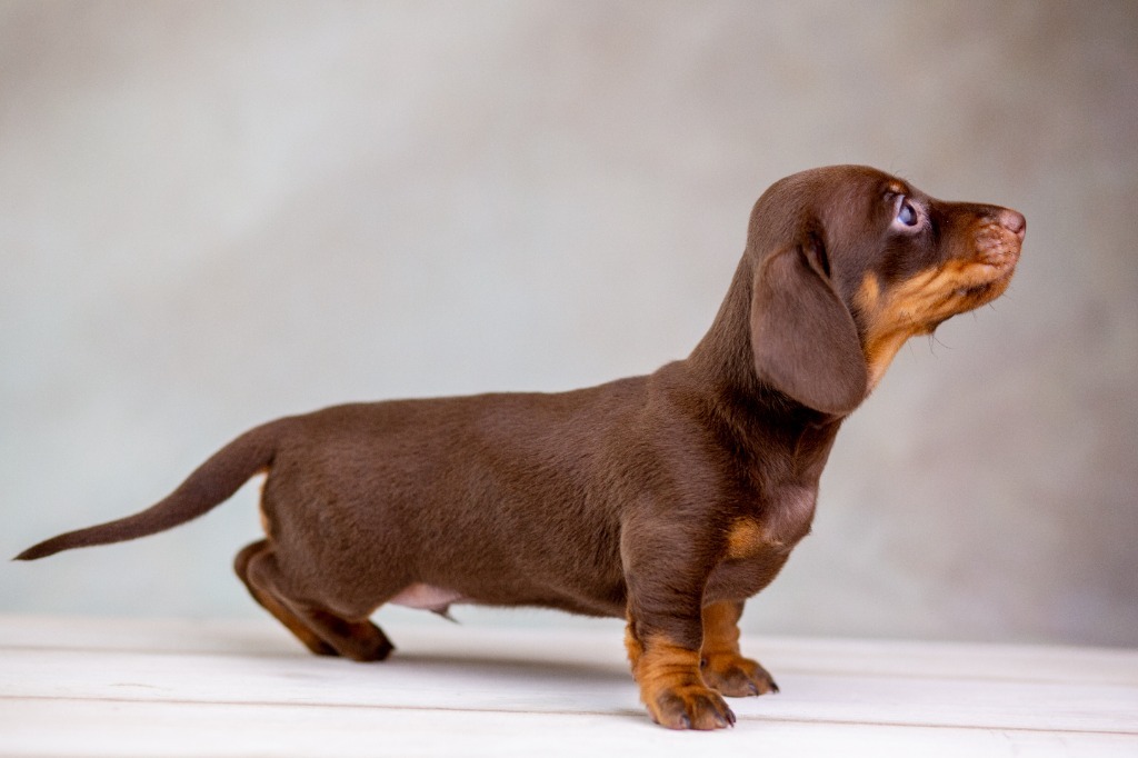 Jamnik króliczy czekoladowy FCI | Warszawa | Ogłoszenie na Allegro Lokalnie