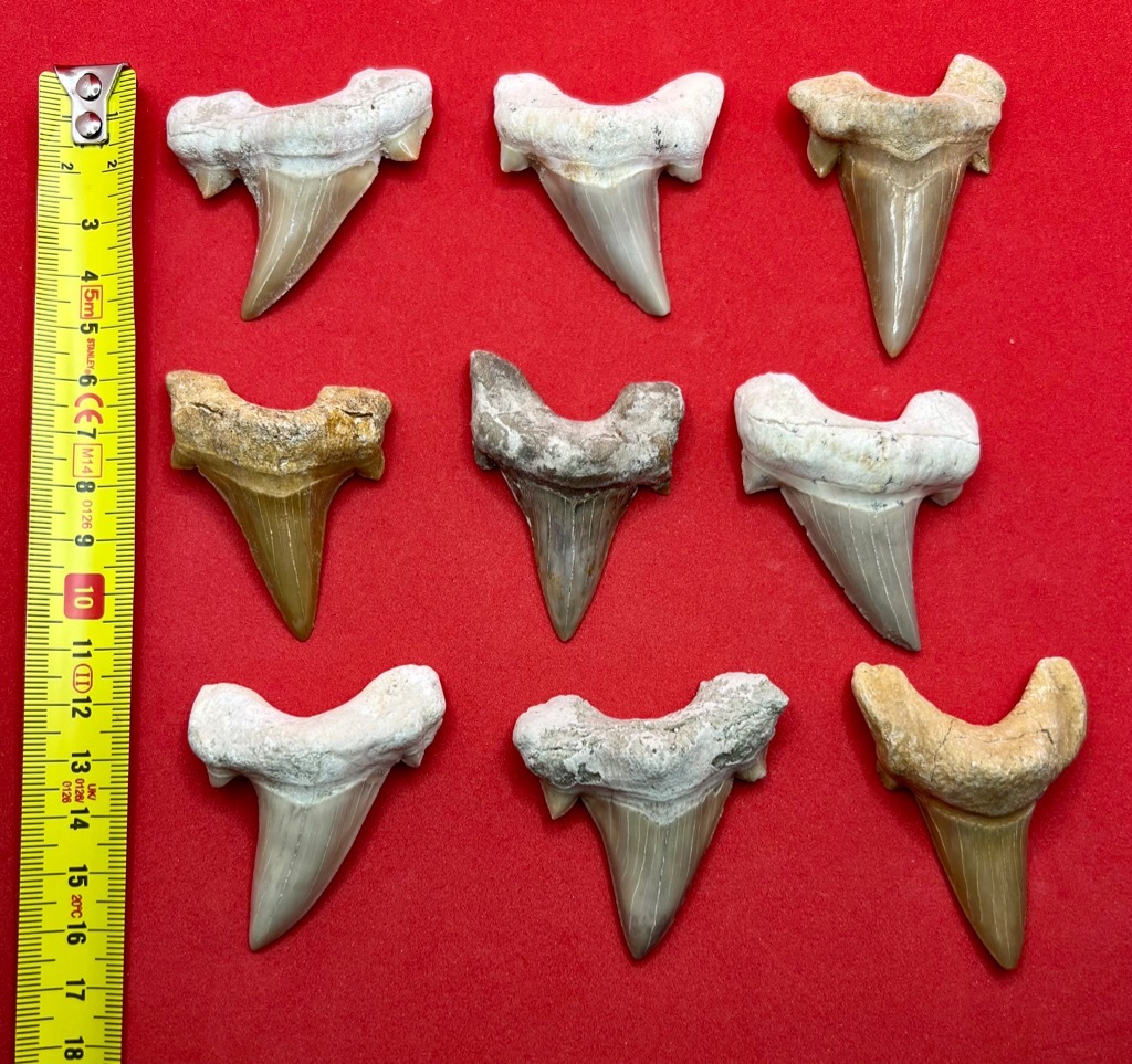 WIELKIE ZĘBY REKINA (60 mln lat) jakość muzealna! | Warszawa | Kup ...