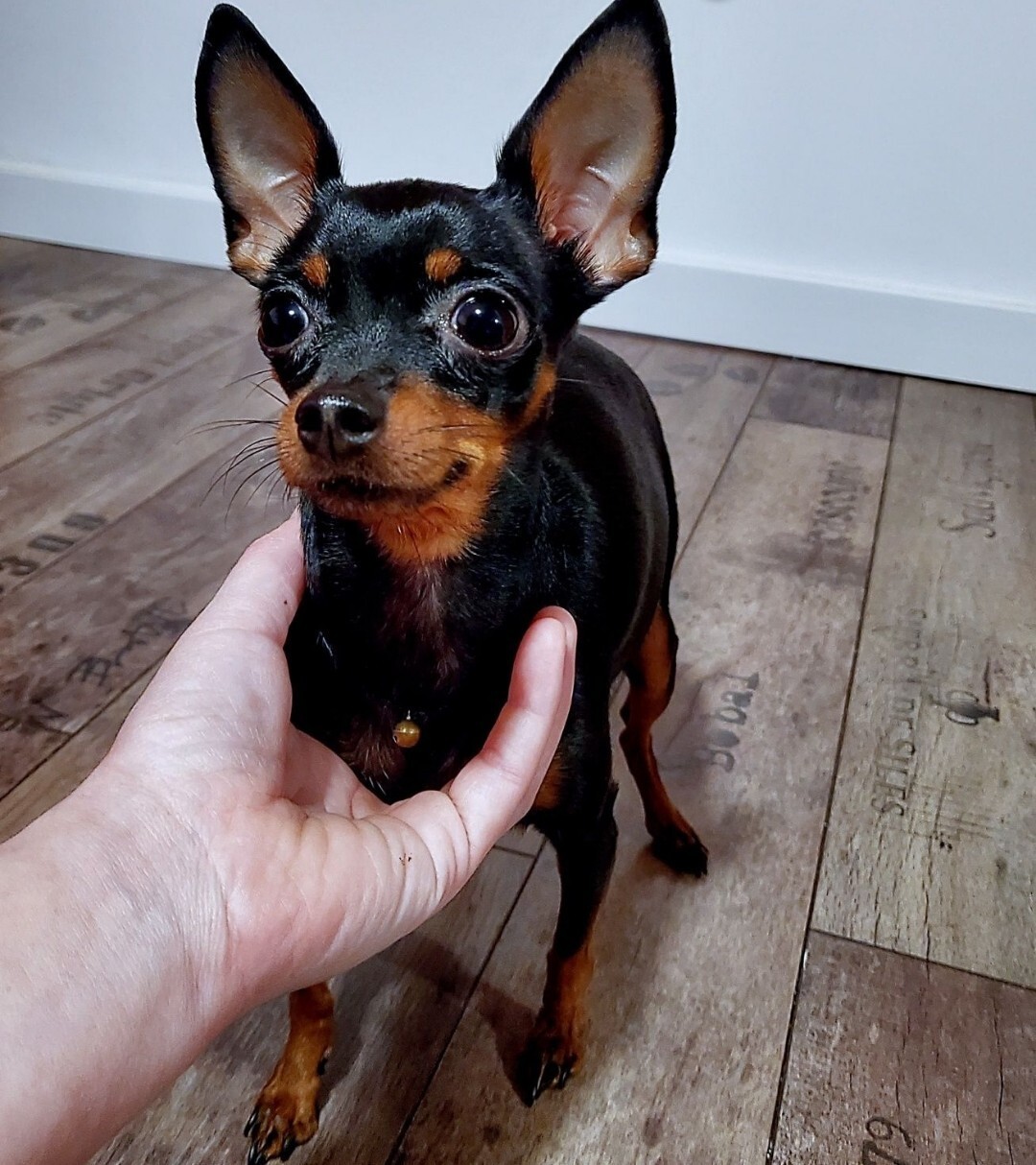 Praski Ratler - najmniejsza rasa psów - ratlerek | Gliwice | Ogłoszenie ...