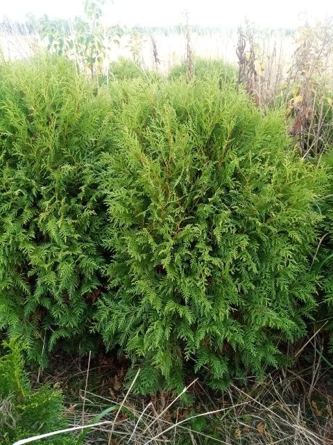 Tuja kulista Globosa Thuja occidentalis | Legnica | Kup teraz na ...