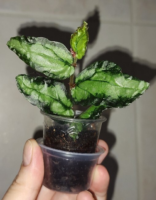 Pellionia Repens (Procris Repens) Begonia Arbuzowa | Tomaszów ...