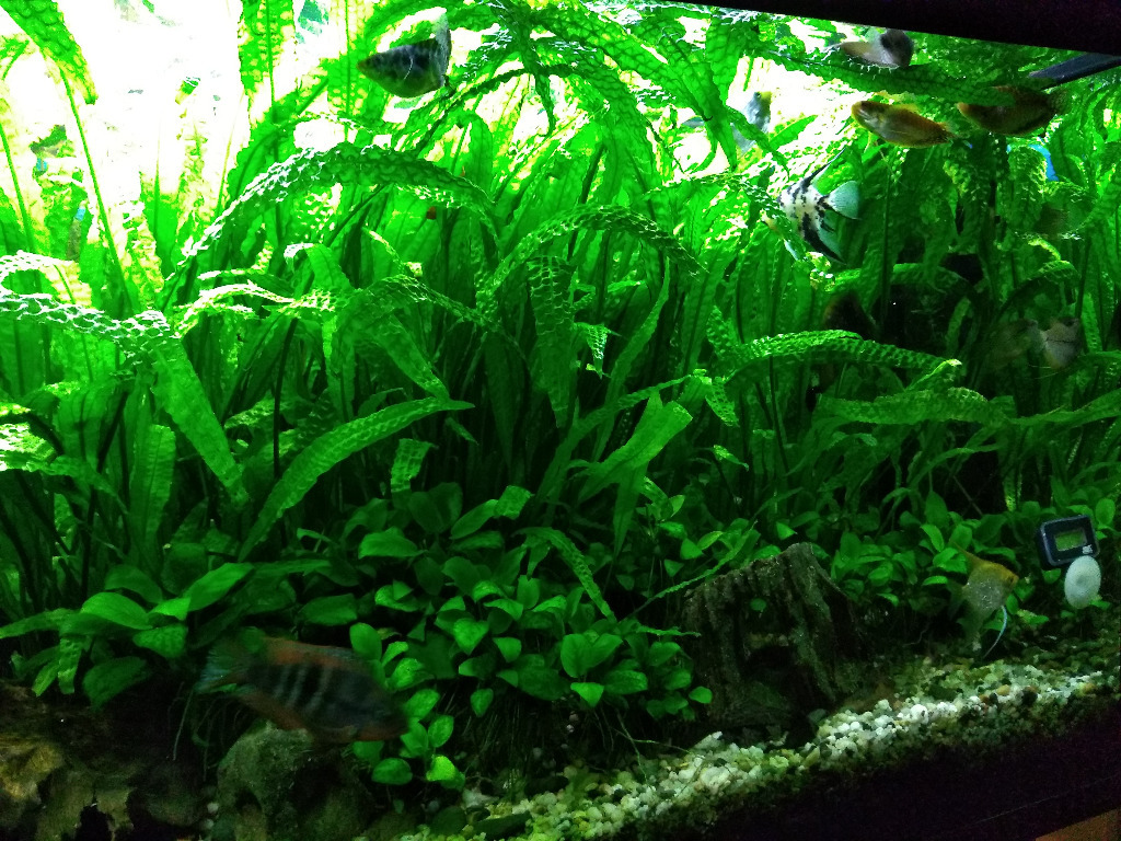 Kryptokoryna karbowana zwartka | Jaworzno | Kup teraz na Allegro Lokalnie