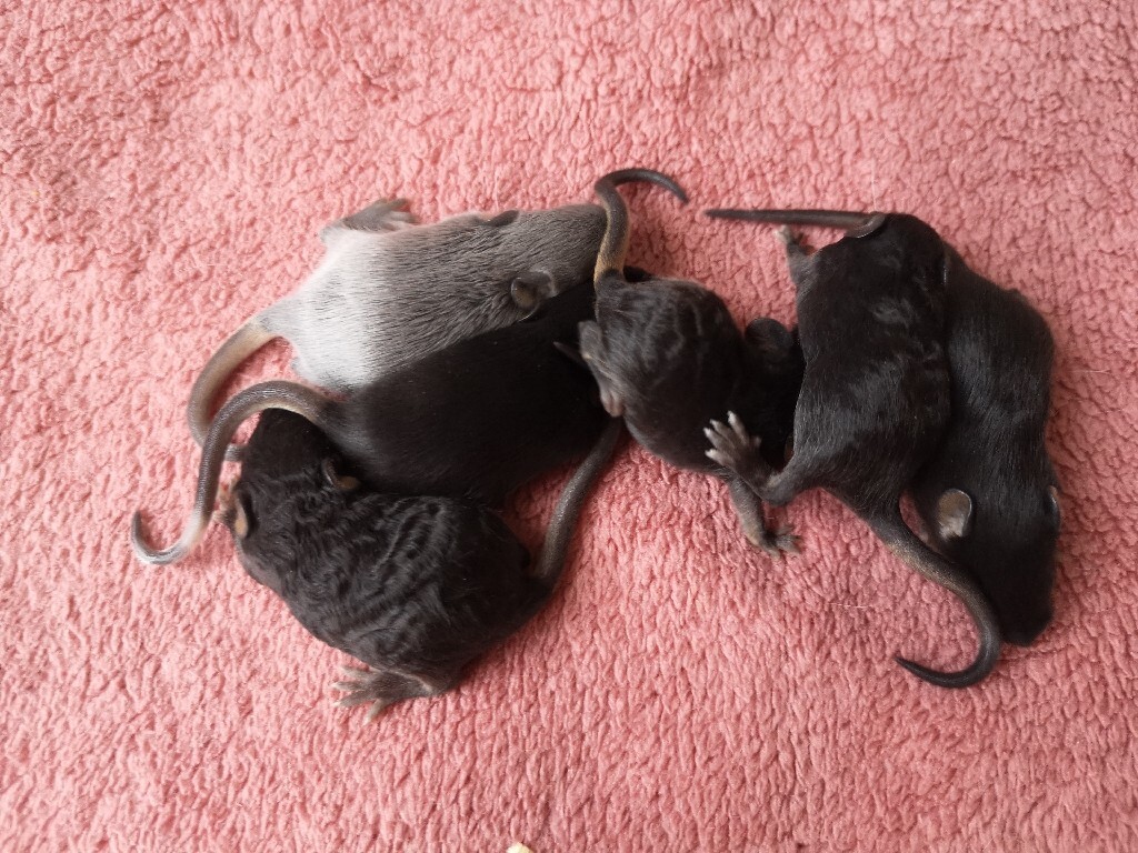 Myszy Rasowe, Myszki Rasowe, Myszy, Myszki | Olsztyn | Ogłoszenie na ...