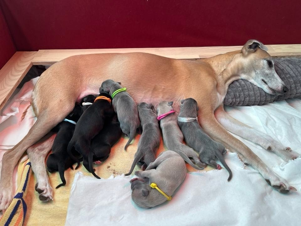 Whippet chart angielski szczeniaki rasowe | Kamień Pomorski ...