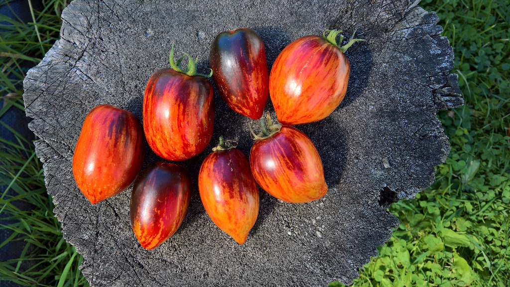 Pomidor Gargamel nasiona kolekcjonerskie | Mikołów | Kup teraz na ...