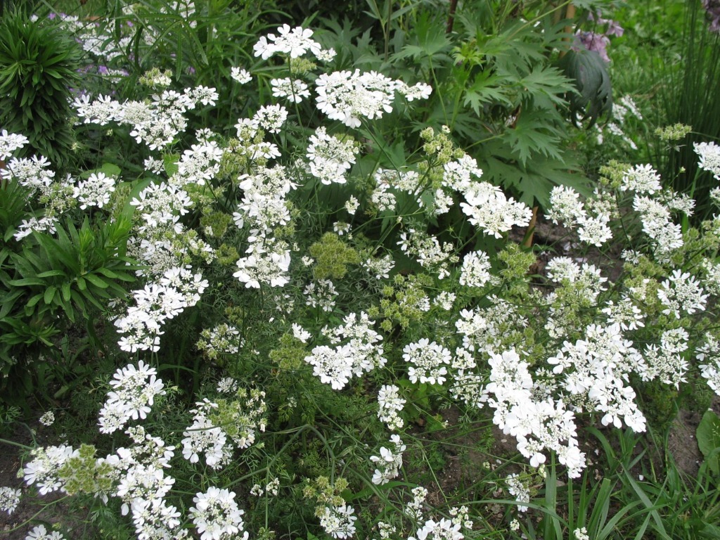 Orlaja wielkokwiatowa (Orlaya grandiflora) | Przesmyki | Kup teraz na ...