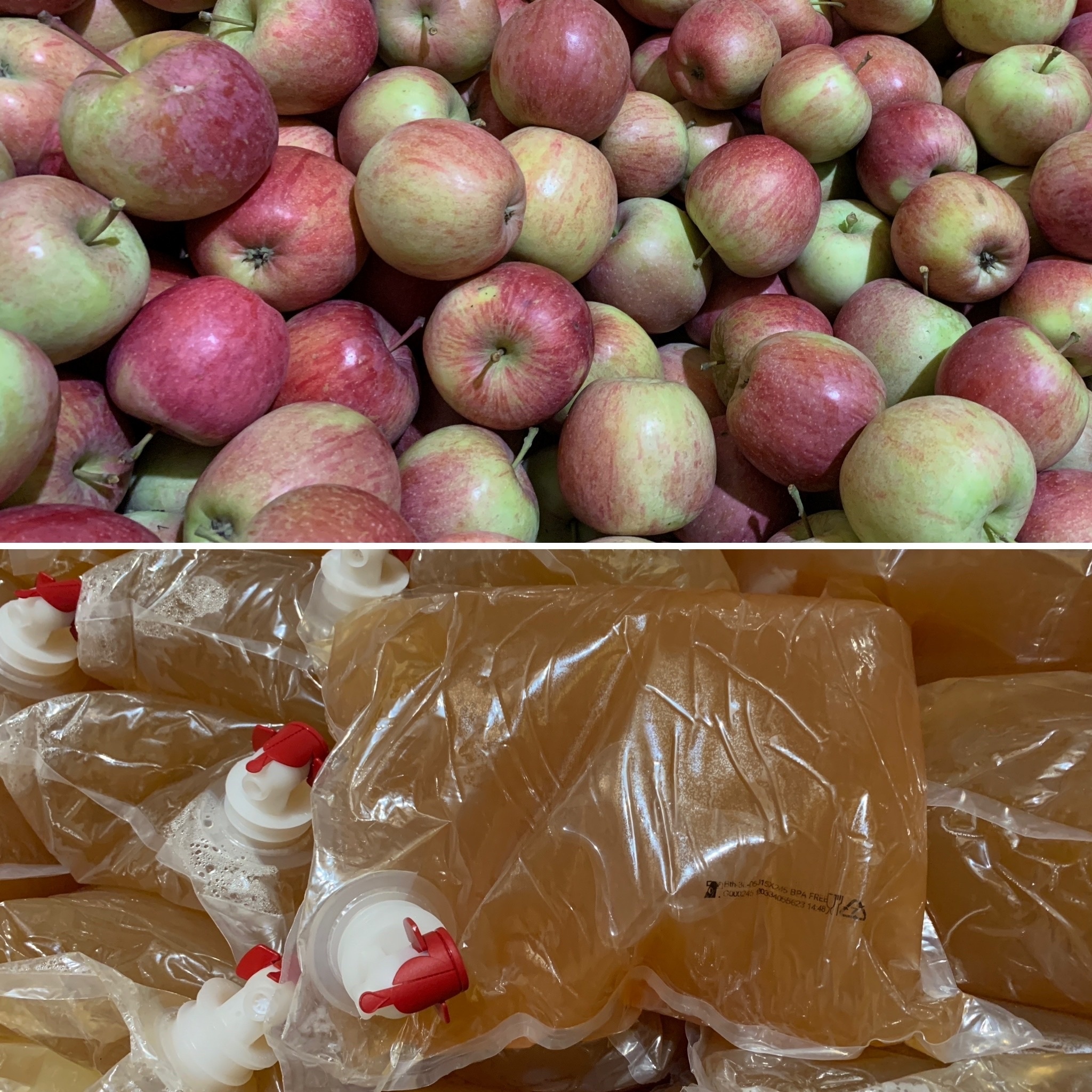 Kiku Fuji - Niska cena na Allegro.pl