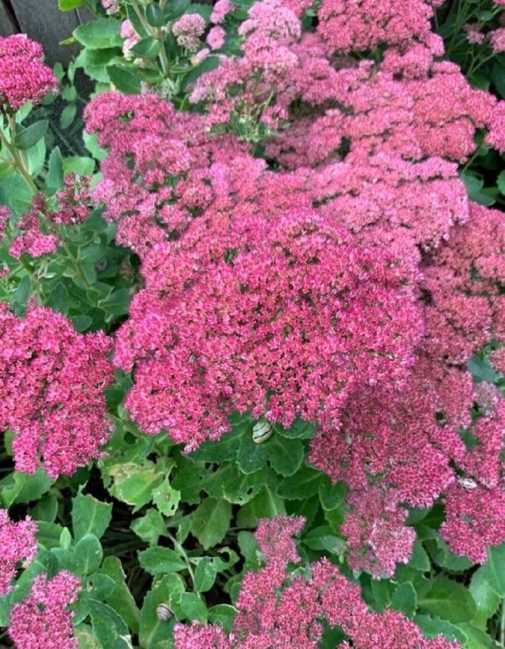 Sedum spectabile rozchodnik okazały | Kobylnica | Kup teraz na Allegro ...