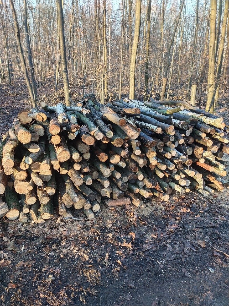 Drewno opałowe dąb brzoza klon olcha 250zl | Katowice | Kup teraz na ...