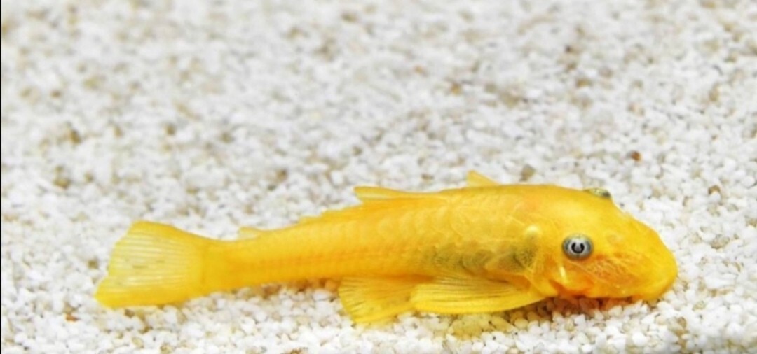 Glonojad złoty zestaw 4 sztuki albinos Ancistrus | Tyrawa Wołoska | Kup ...