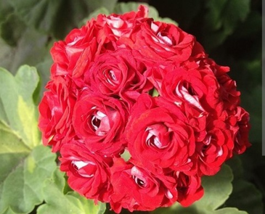 Sadzonka pelargonii odmiany Summer Rose Tina | Koszalin | Kup teraz na ...