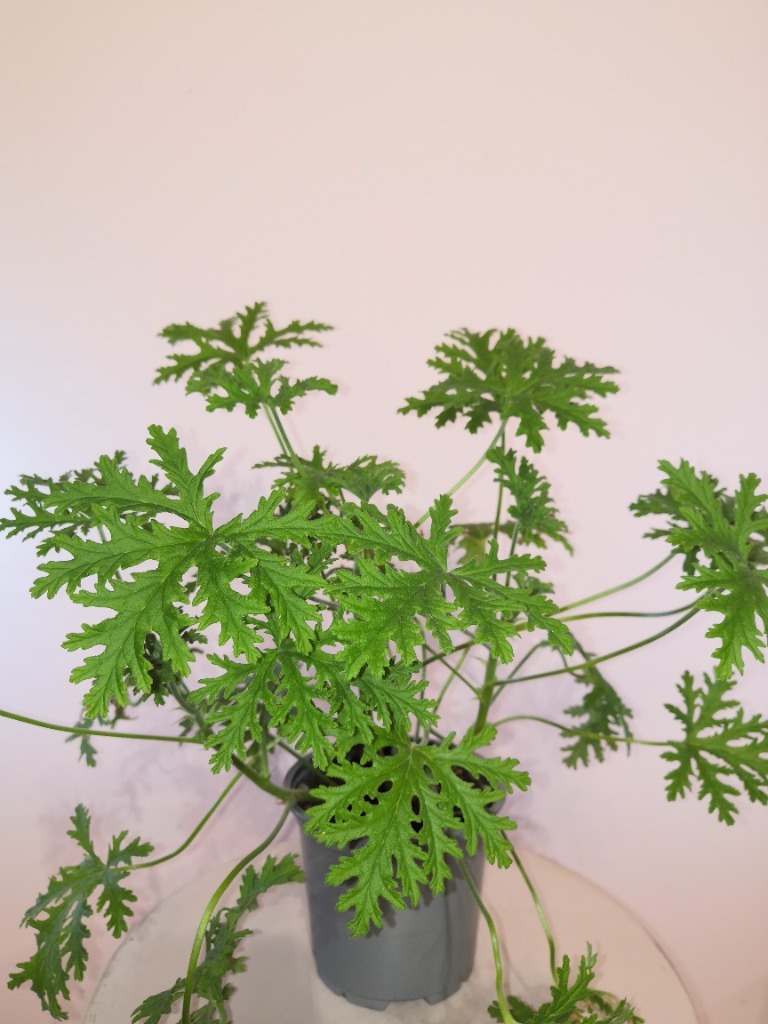 Geranium, anginka, cytrynka, pelargonia pachnąca | Końskie | Kup teraz ...