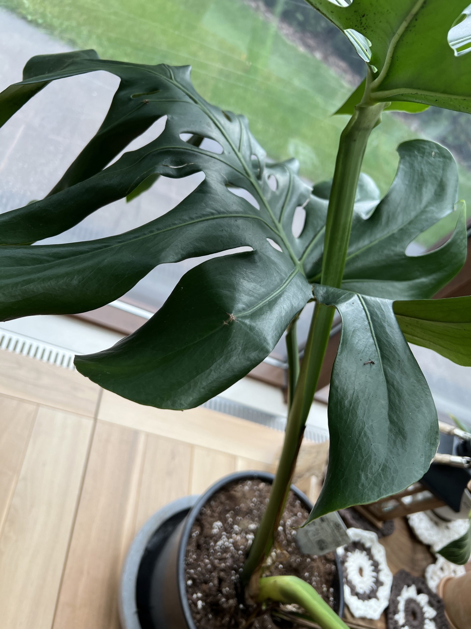 Monstera big form | Brwinów | Ogłoszenie na Allegro Lokalnie
