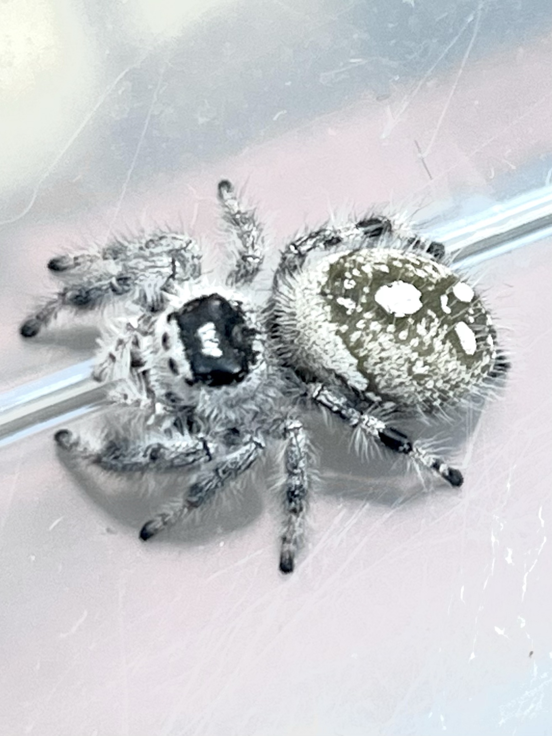 Skakun bahama phidippus regius | Gdańsk | Kup teraz na Allegro Lokalnie