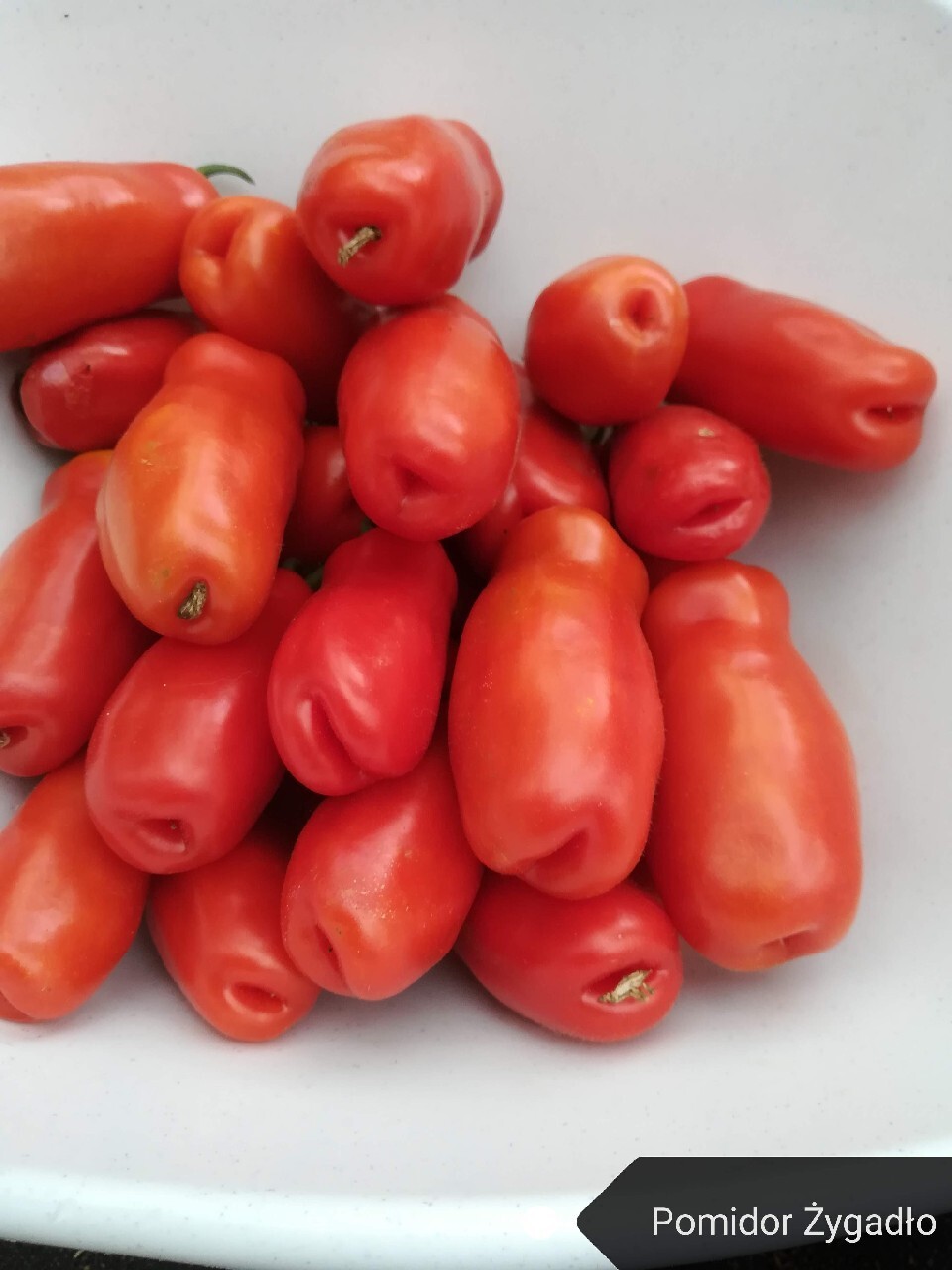 Pomidor Żygadło niski | Pruszcz Gdański | Kup teraz na Allegro Lokalnie