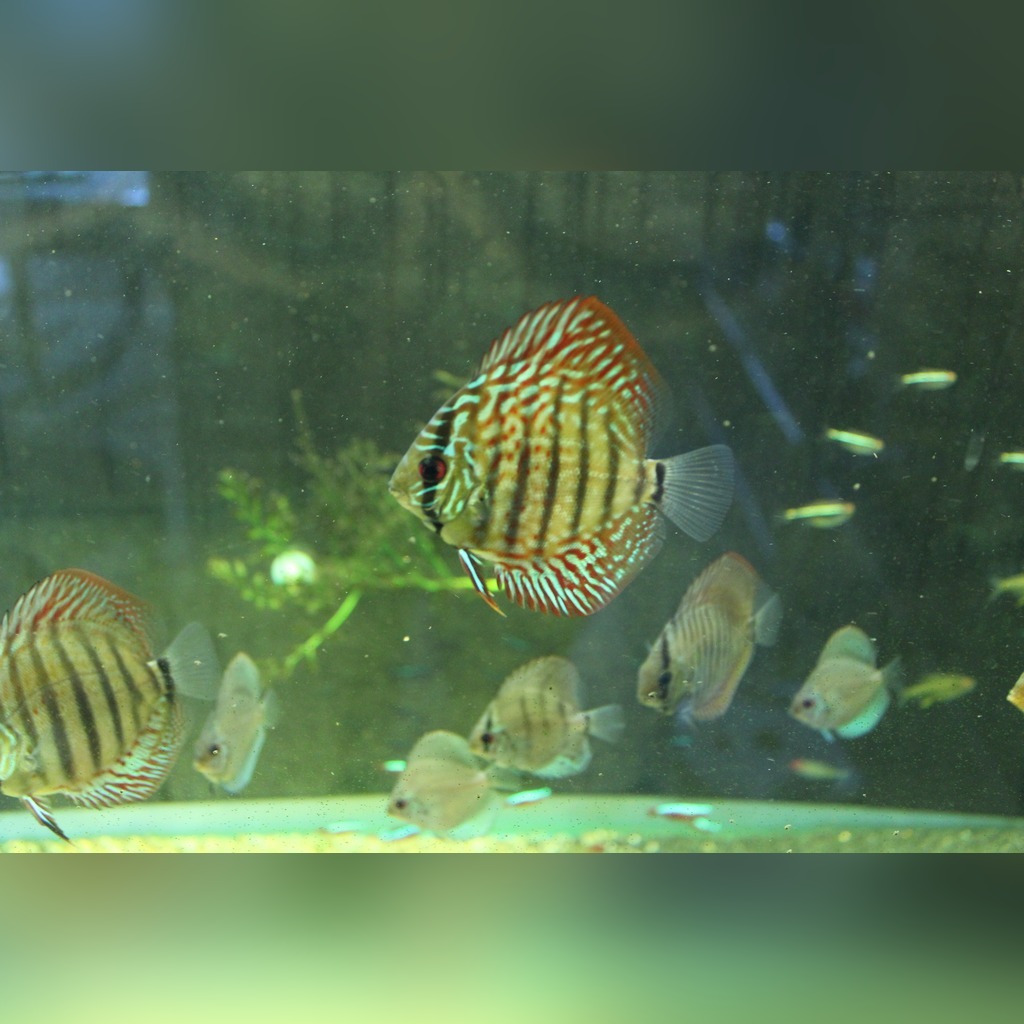 Ryby dyskowce paletki młode powyżej 8 cm | Olkusz | Ogłoszenie na ...