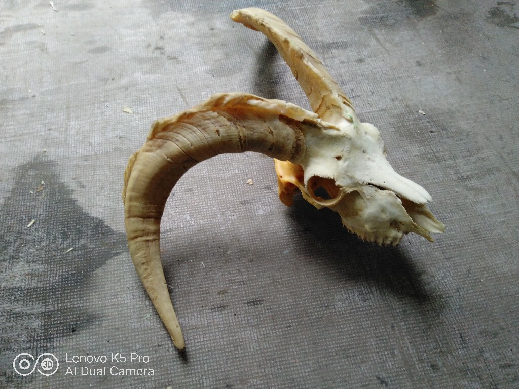 Czaszka owcy baran koza rogi trofea maska diabeł 4 | Ełk | Kup teraz na ...